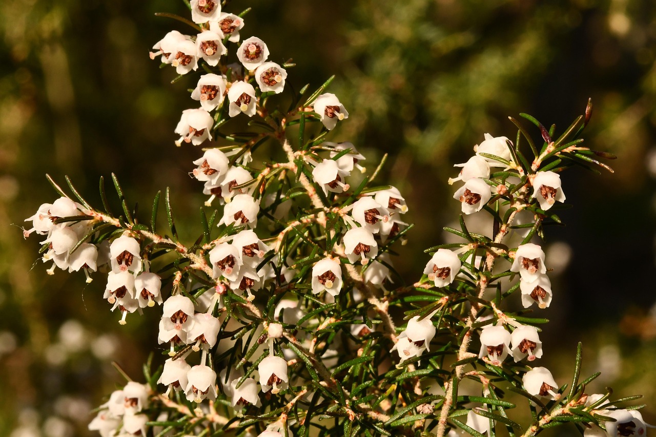 Heather Plant Forest - Free photo on Pixabay - Pixabay
