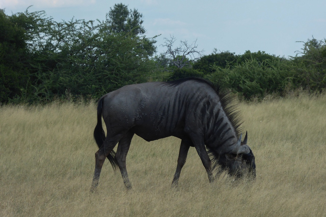 South Africa Gnu Animal - Free photo on Pixabay - Pixabay