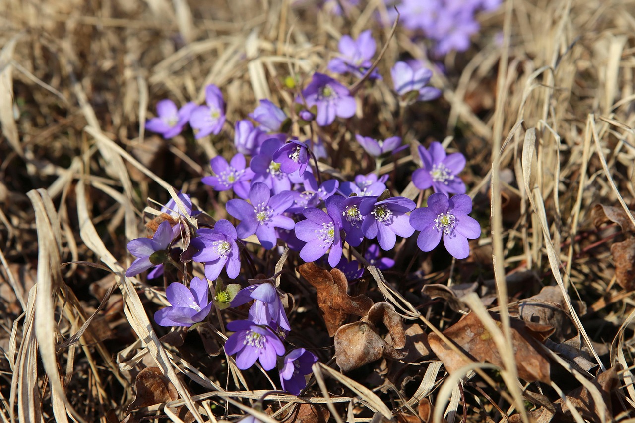 Flor Azul La Primavera Hepatica - Foto gratis en Pixabay - Pixabay