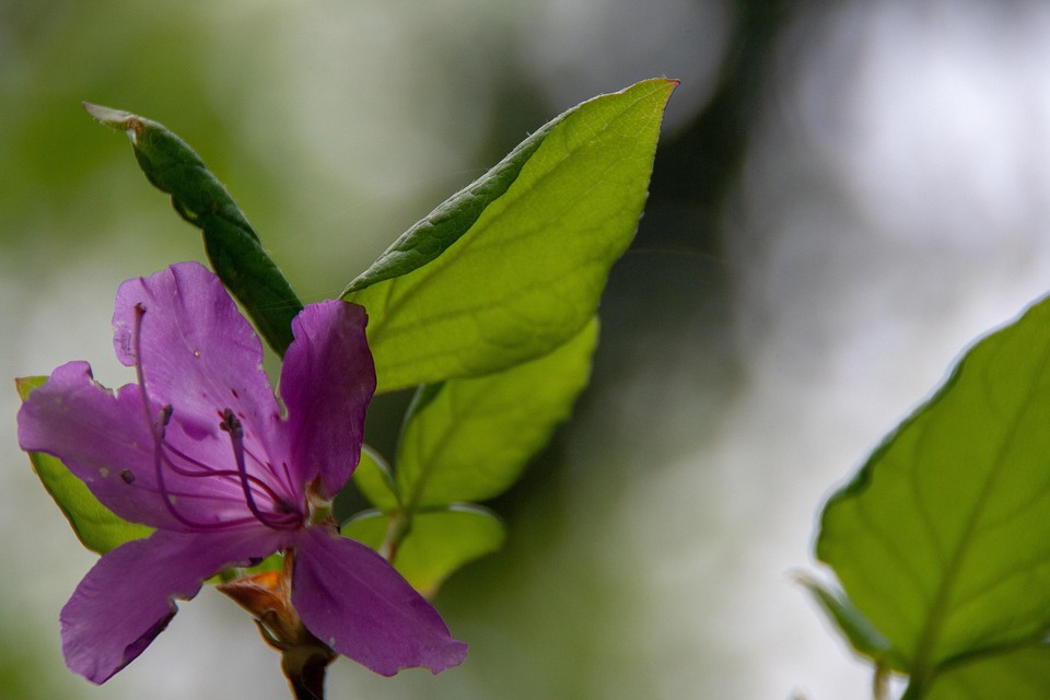 Bunga-Bunga Flora Alam Latar - Foto gratis di Pixabay - Pixabay