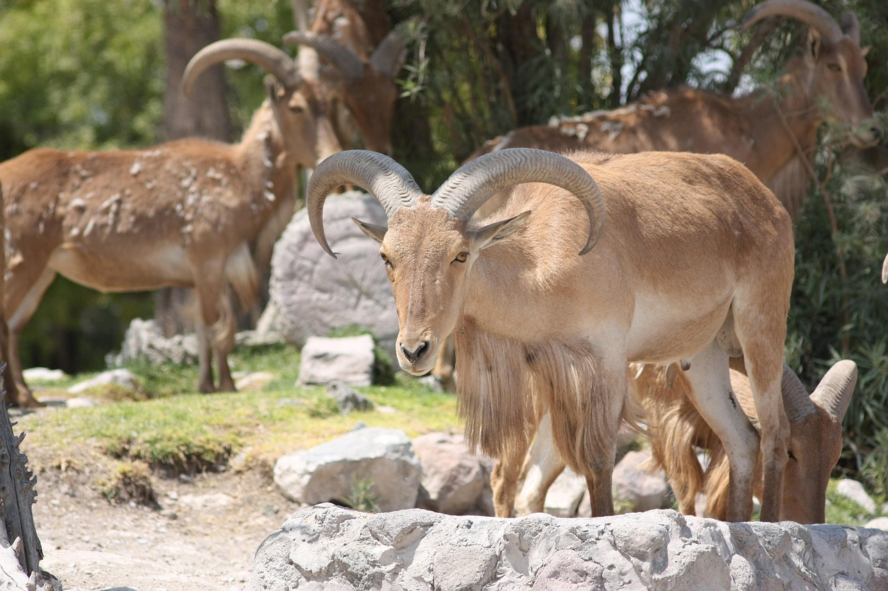 Antelope Animal Wild - Free photo on Pixabay - Pixabay