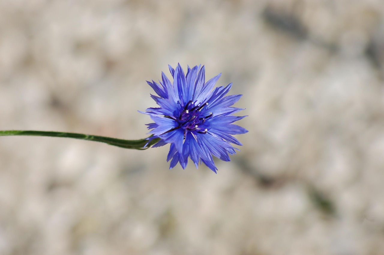 9,000+ Free Fleur De Lis & Fleur-De-Lis Images - Pixabay