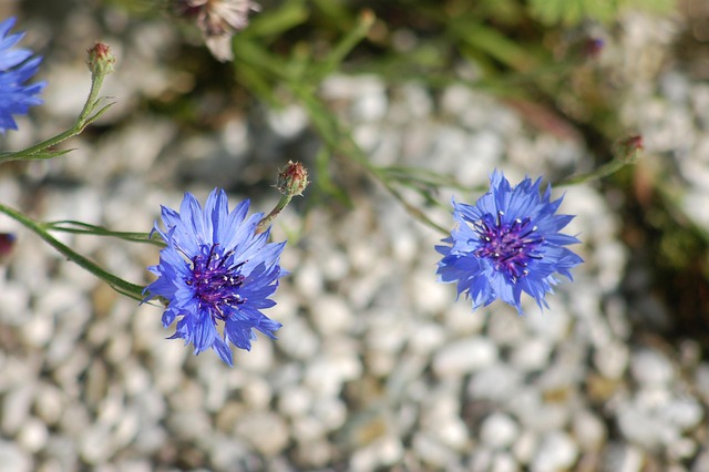 Fleur-De-Lis Flores El Verano - Foto gratis en Pixabay - Pixabay