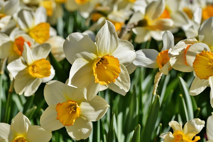 Narcisse Images - Téléchargez des images gratuites - Pixabay