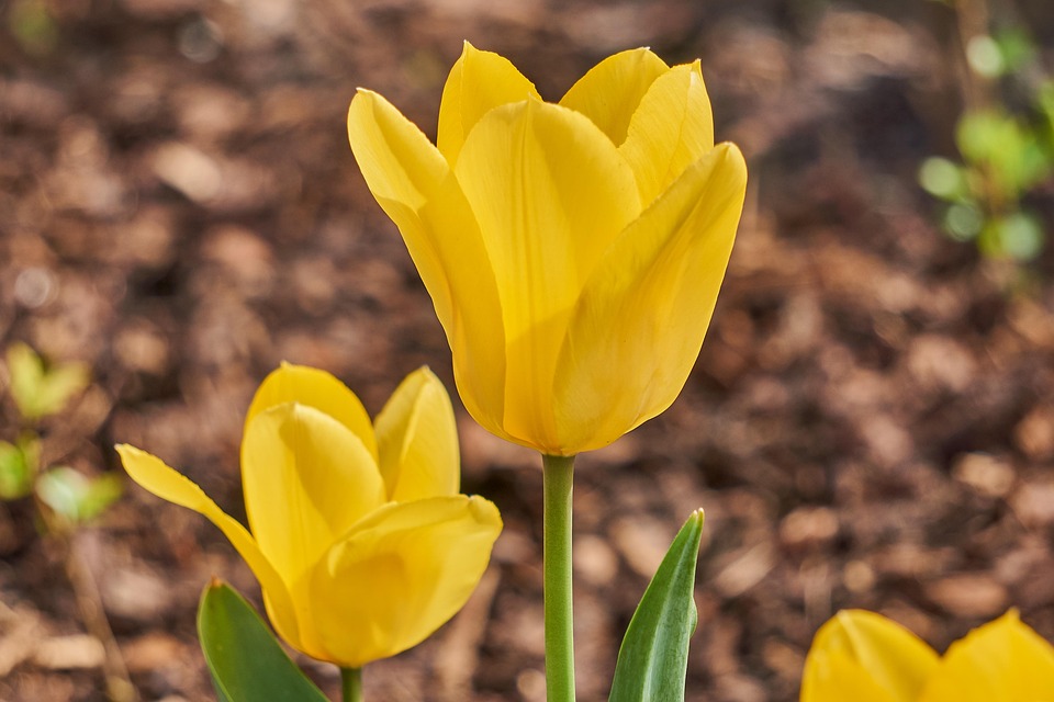 Tulip Blossom Bloom - Free photo on Pixabay - Pixabay