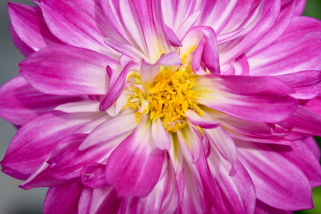Bunga Tanaman Dahlia Merah - Foto gratis di Pixabay - Pixabay