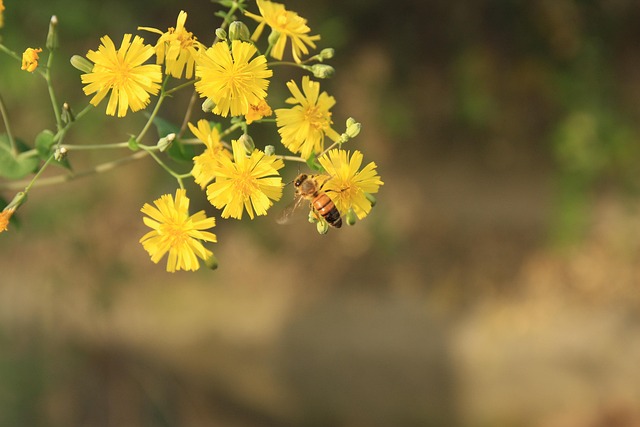 Blomma Och Bi Deras Rosa - Gratis foto på Pixabay - Pixabay