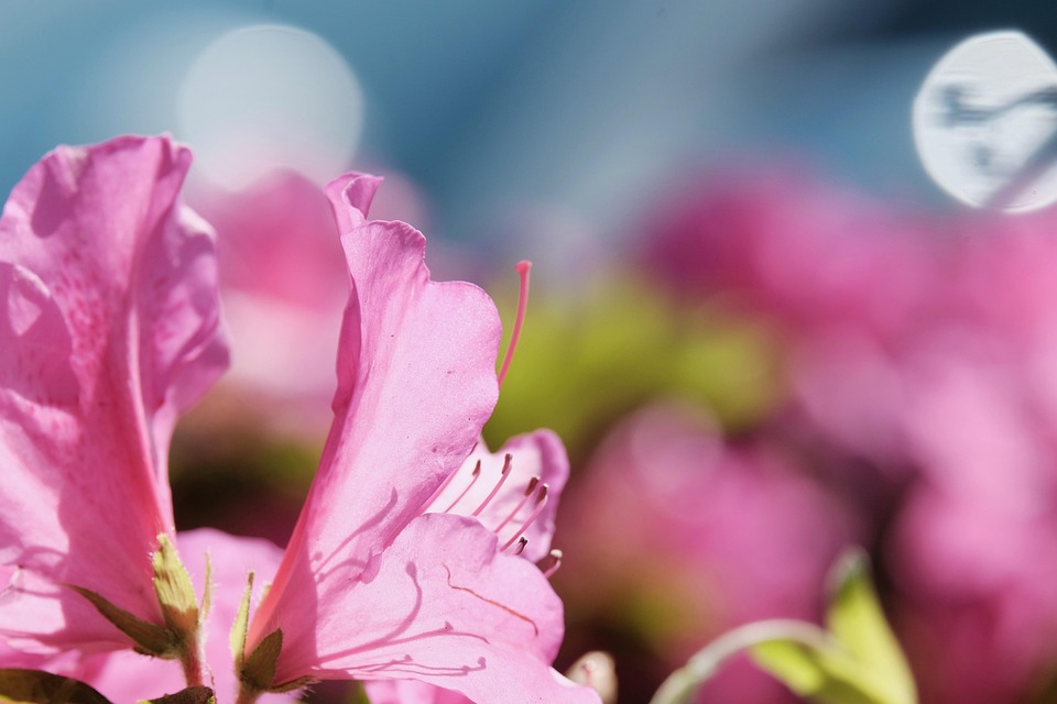 Azalea Blume Rosa - Kostenloses Foto auf Pixabay - Pixabay