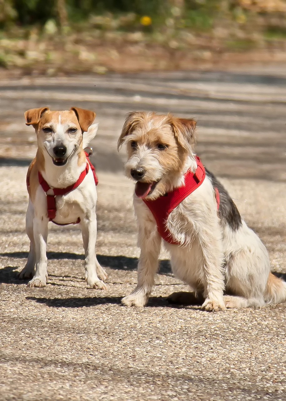 Terrier Copains Chien Animal - Photo gratuite sur Pixabay - Pixabay