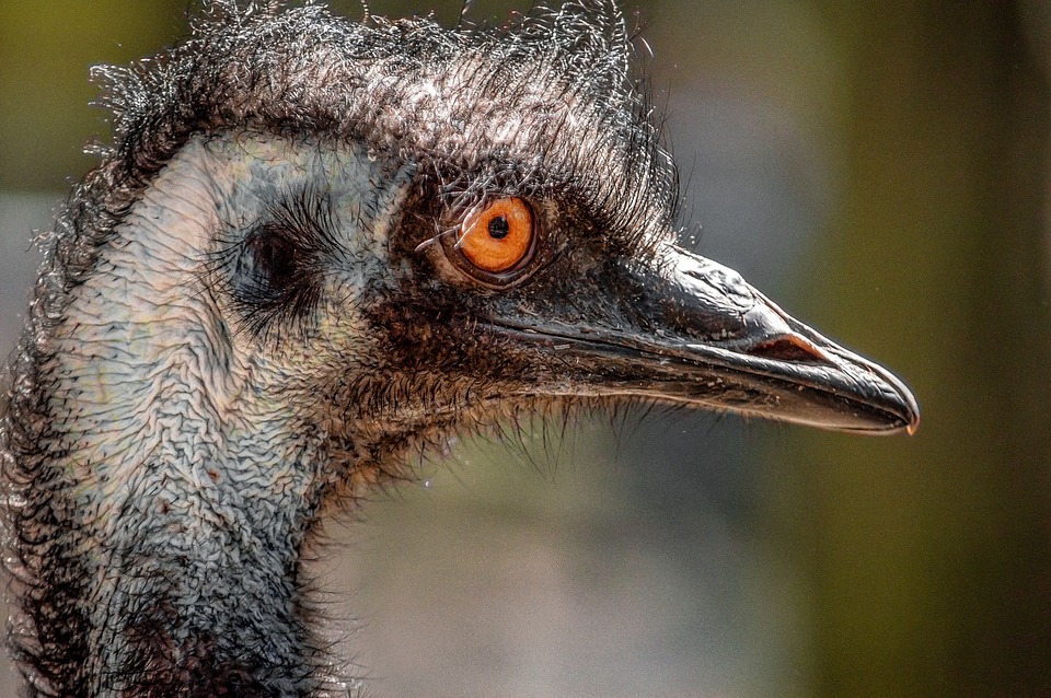 Bird Eyes Animal - Free photo on Pixabay - Pixabay