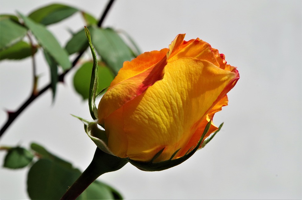 Rosado Rosa Flor - Foto gratis en Pixabay - Pixabay