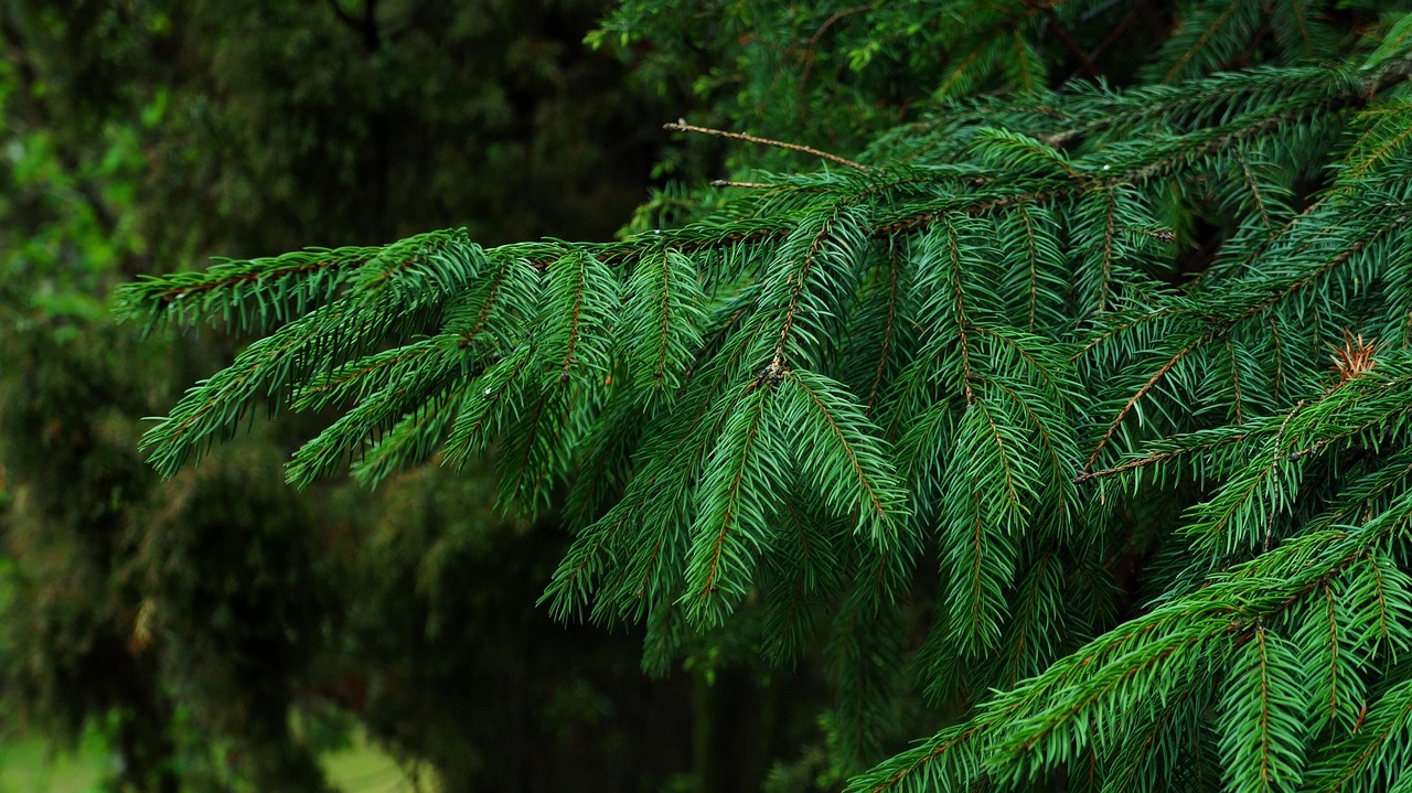 Nature Plants Tree - Free photo on Pixabay - Pixabay