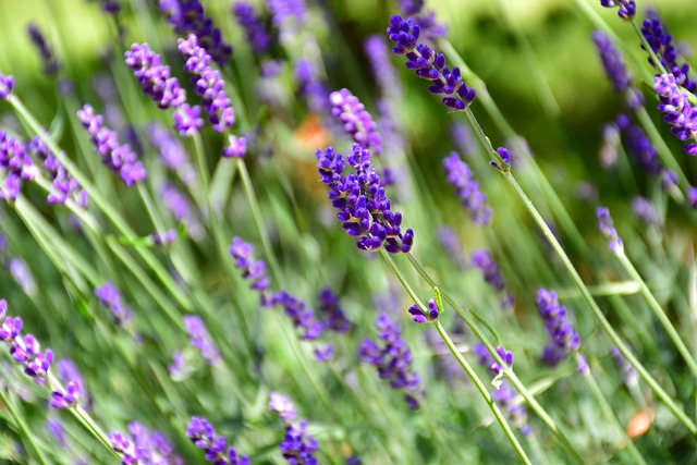 Lavender Bunga Ungu Musim - Foto gratis di Pixabay - Pixabay