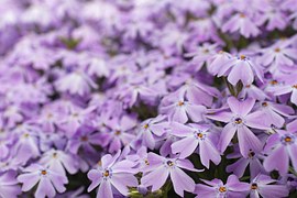 Flower Marigolds Purple - Free photo on Pixabay