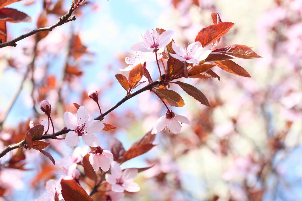 Flowers Spring Flower - Free photo on Pixabay