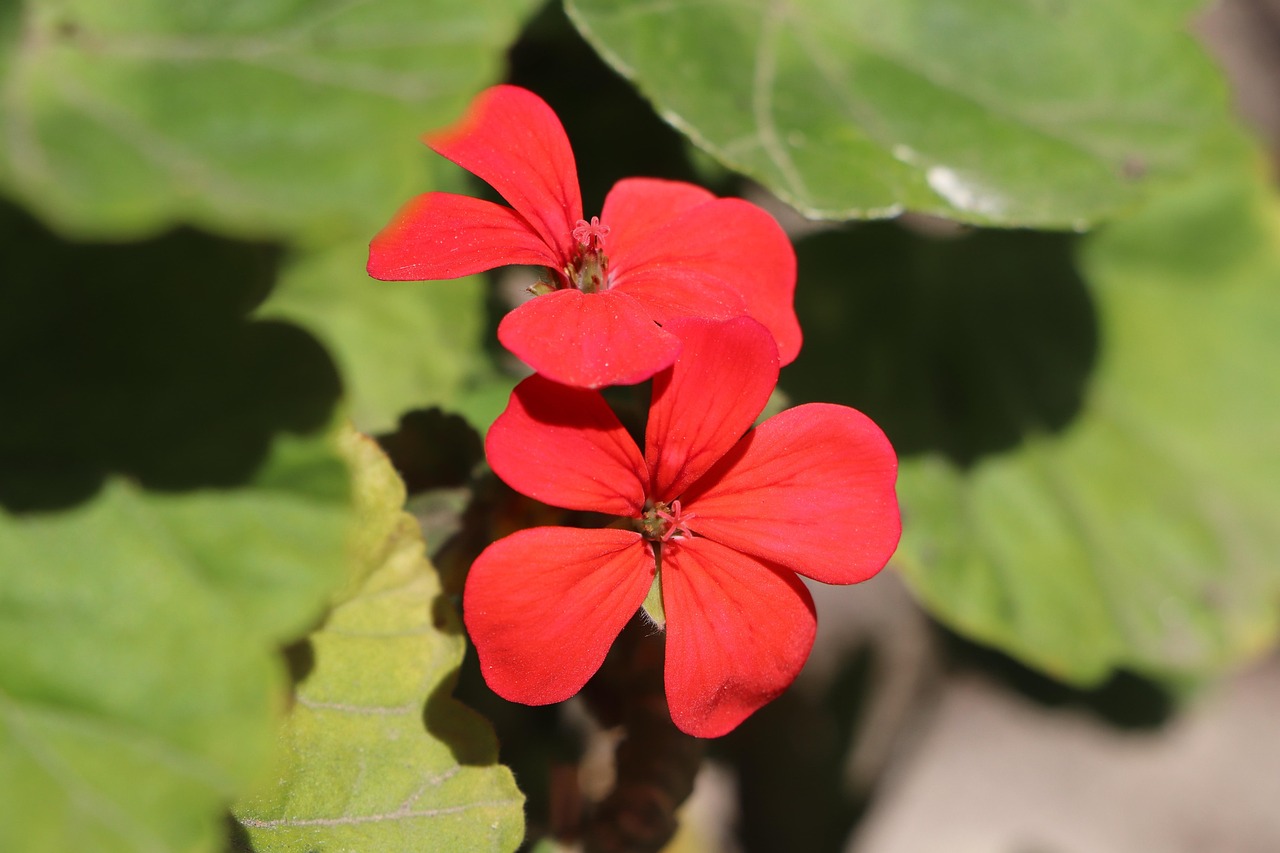 Fleur Belle Rouge - Photo gratuite sur Pixabay - Pixabay