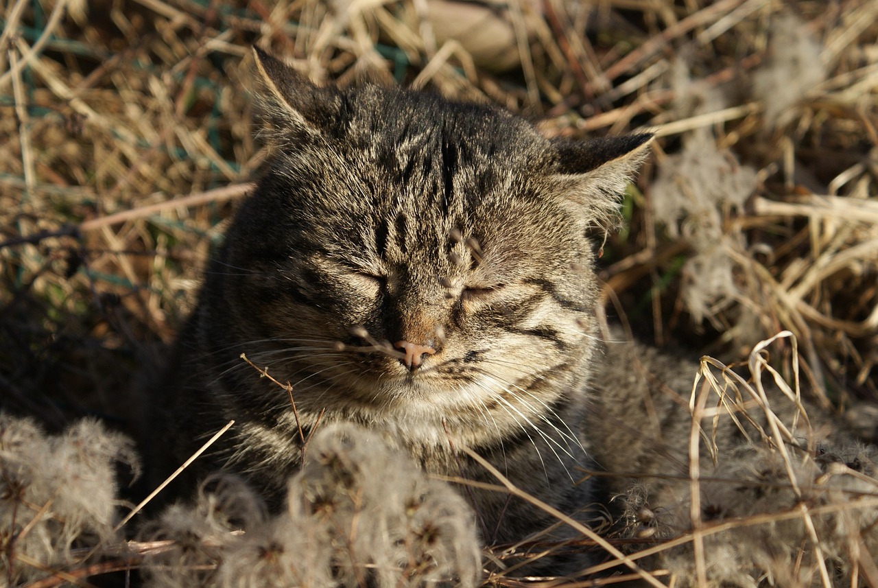 Cat Savage Rest - Free photo on Pixabay - Pixabay