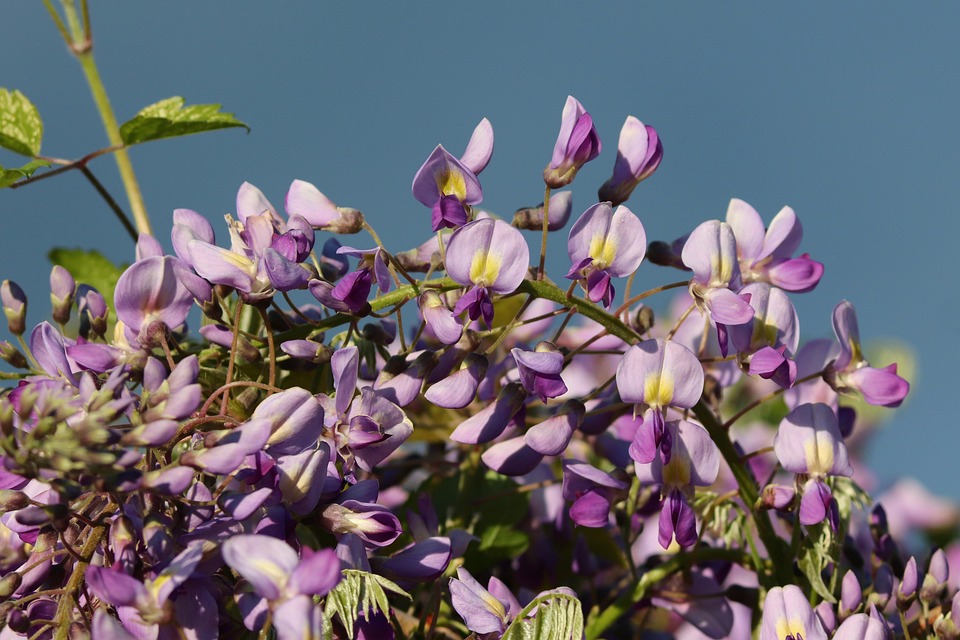 Glicina Planta Trepadora Wistarie - Foto gratis en Pixabay - Pixabay