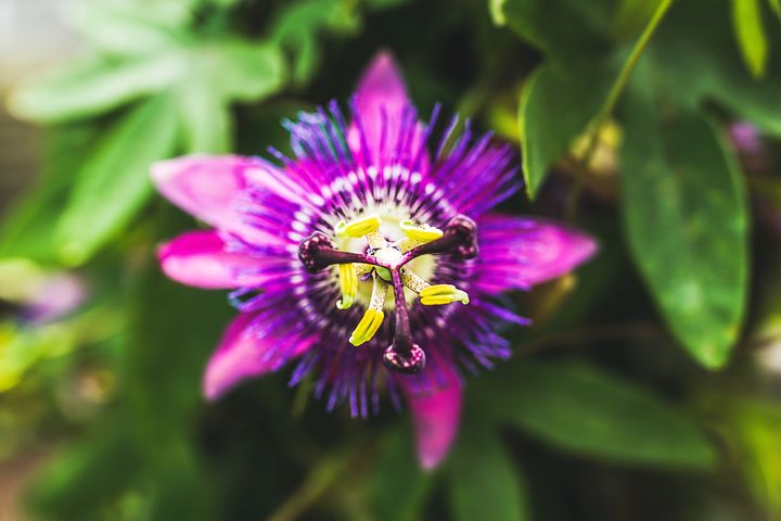 超过 200 张关于“Violet Fruit”和“紫色”的免费图片 - Pixabay