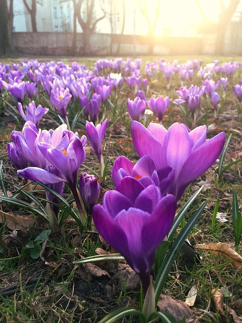 Crocus Crocuses Spring - Free photo on Pixabay - Pixabay