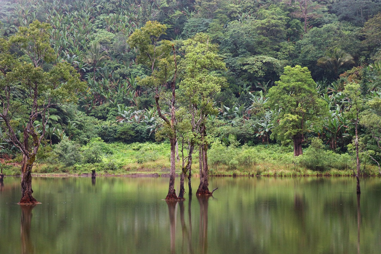Landscape Jungle Vacation Travels - Free photo on Pixabay - Pixabay
