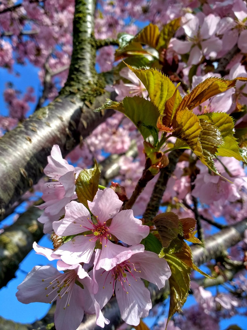 Cherry Blossom Tree Spring - Free photo on Pixabay - Pixabay