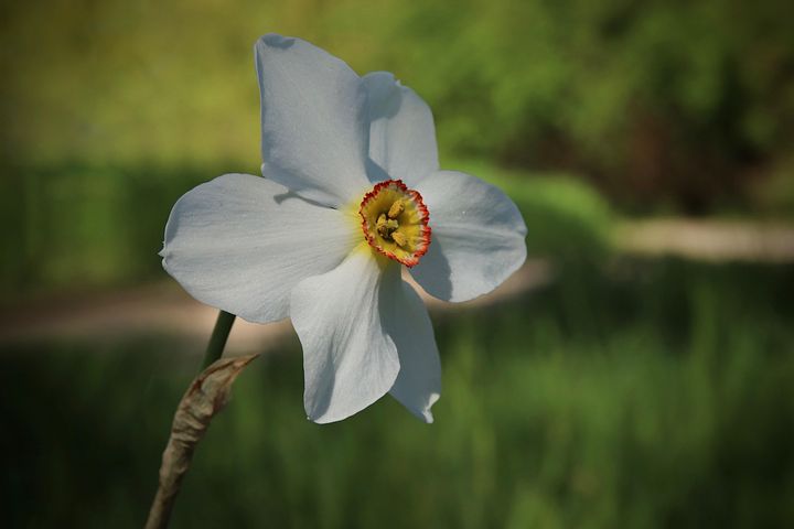 Narcisse Images - Téléchargez des images gratuites - Pixabay