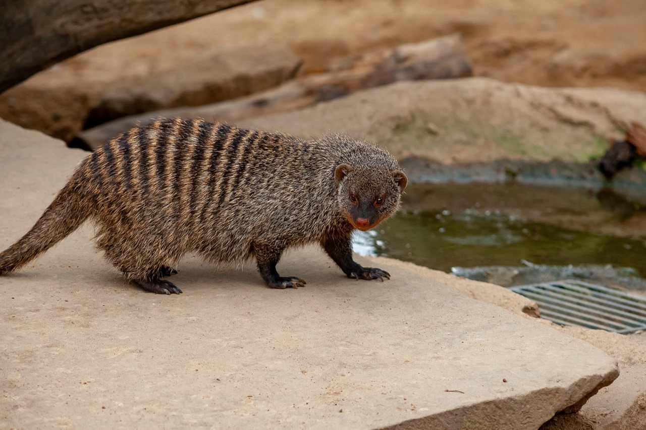 Wild Zoo Tier - Kostenloses Foto auf Pixabay - Pixabay