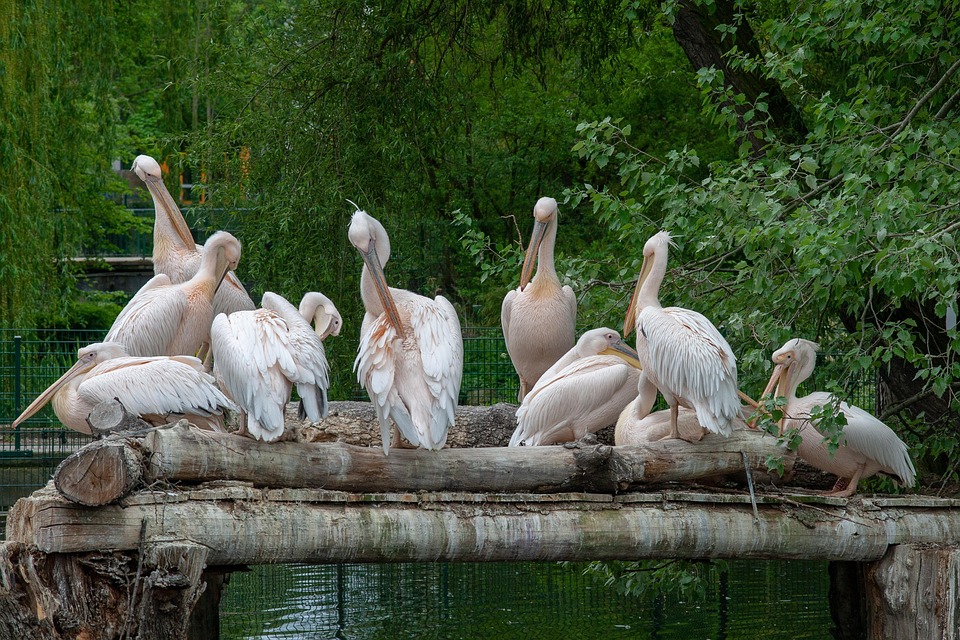 Wild Animals Animal Zoo - Free photo on Pixabay - Pixabay