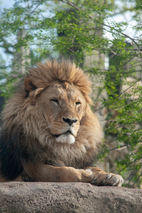 Lion Animal Dresde - Photo gratuite sur Pixabay - Pixabay