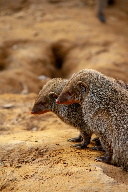 Animaux Sauvages Animal Zoo - Photo gratuite sur Pixabay - Pixabay