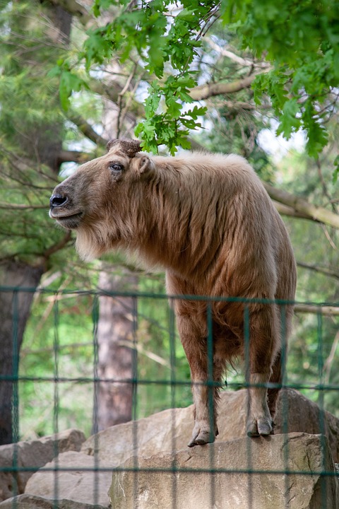 Wild Animals Animal Zoo - Free photo on Pixabay - Pixabay