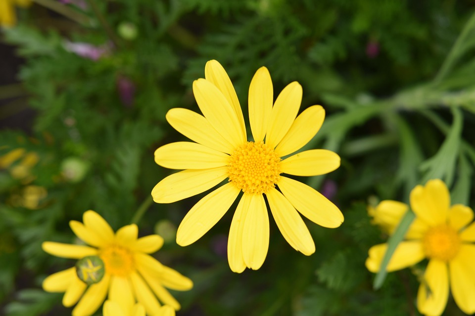 Flower Yellow Flowers Petals - Free photo on Pixabay - Pixabay