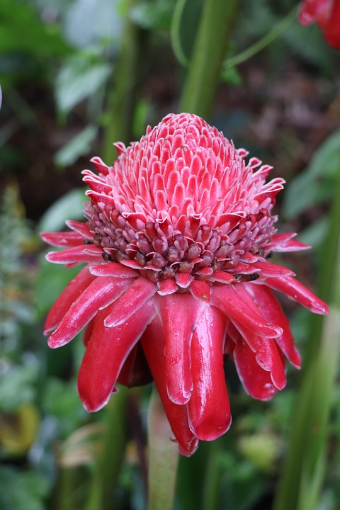 Flower Red Exotic - Free photo on Pixabay