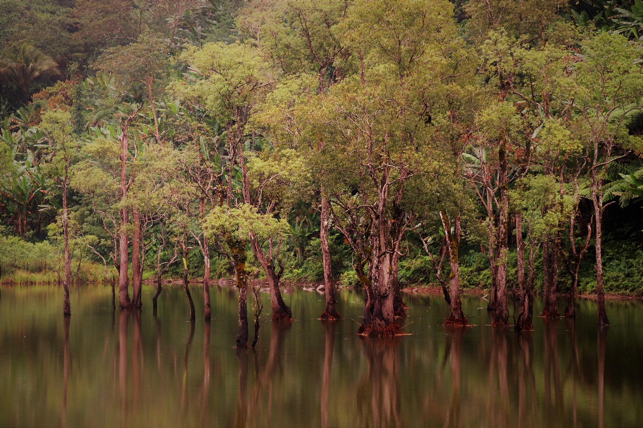 Landscape Jungle Reflection - Free photo on Pixabay