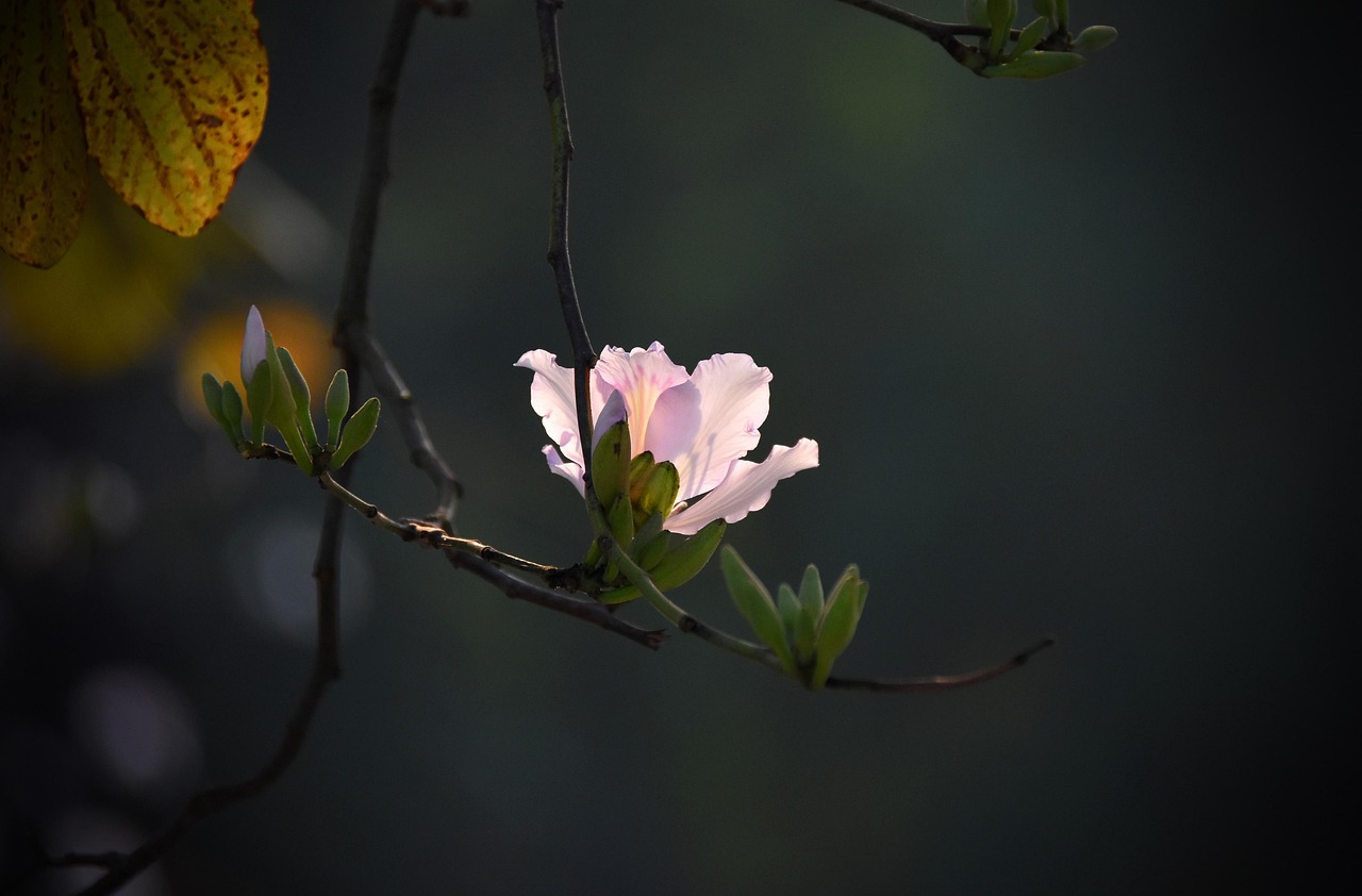 Fleurs Violet Mignon - Photo gratuite sur Pixabay - Pixabay