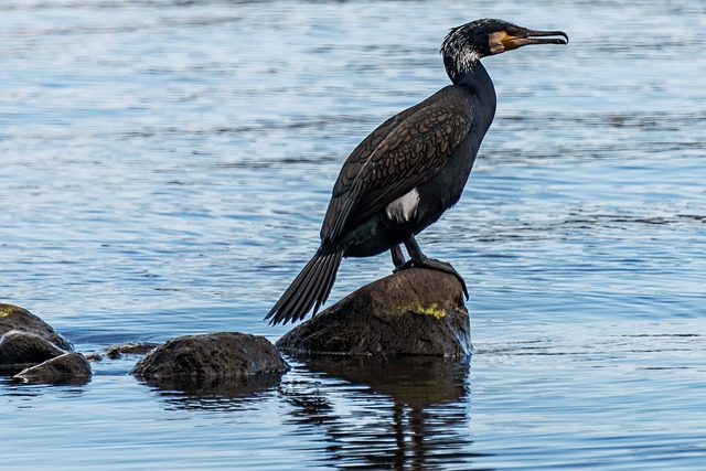 Cormorant Bird Animal - Free photo on Pixabay - Pixabay