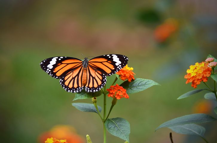 Mariposas Volando Imágenes - Descarga imágenes gratis - Pixabay