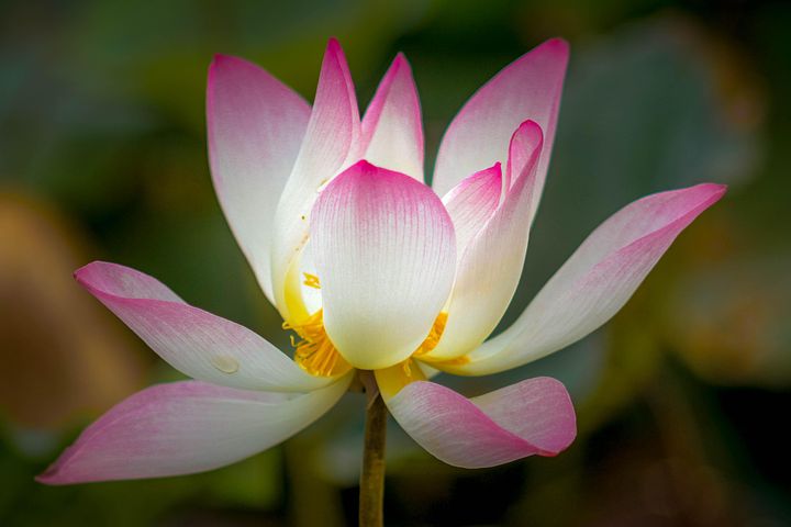 2,000+ Free Lotus Flower & Lotus Photos - Pixabay