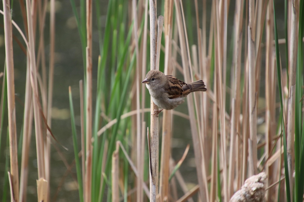 Sparrow Birds Sparrows - Free photo on Pixabay