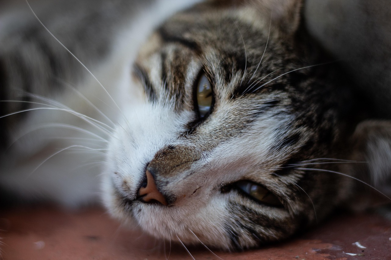 Gato Cat Animal - Foto gratuita no Pixabay - Pixabay