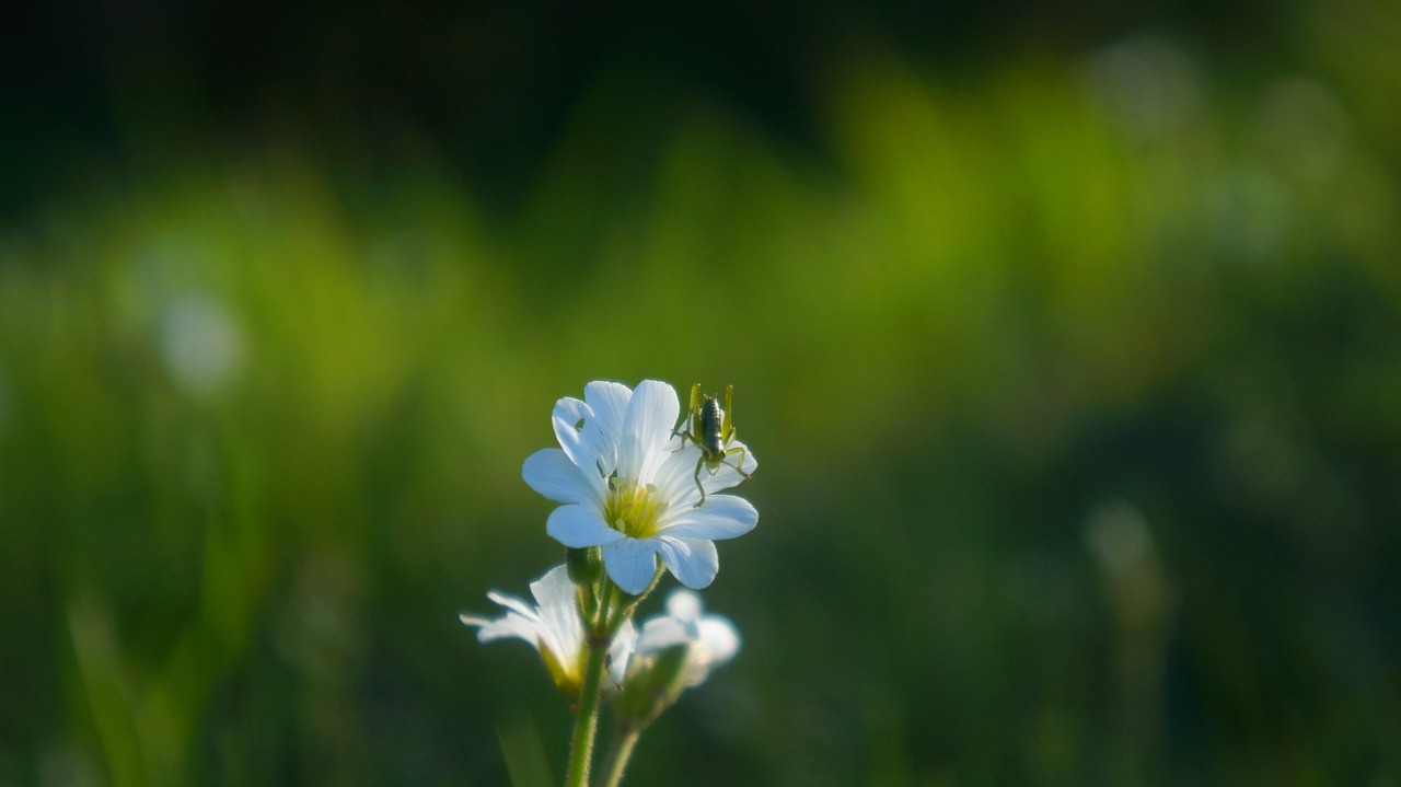 Naturaleza Plantas Prado - Foto gratis en Pixabay - Pixabay