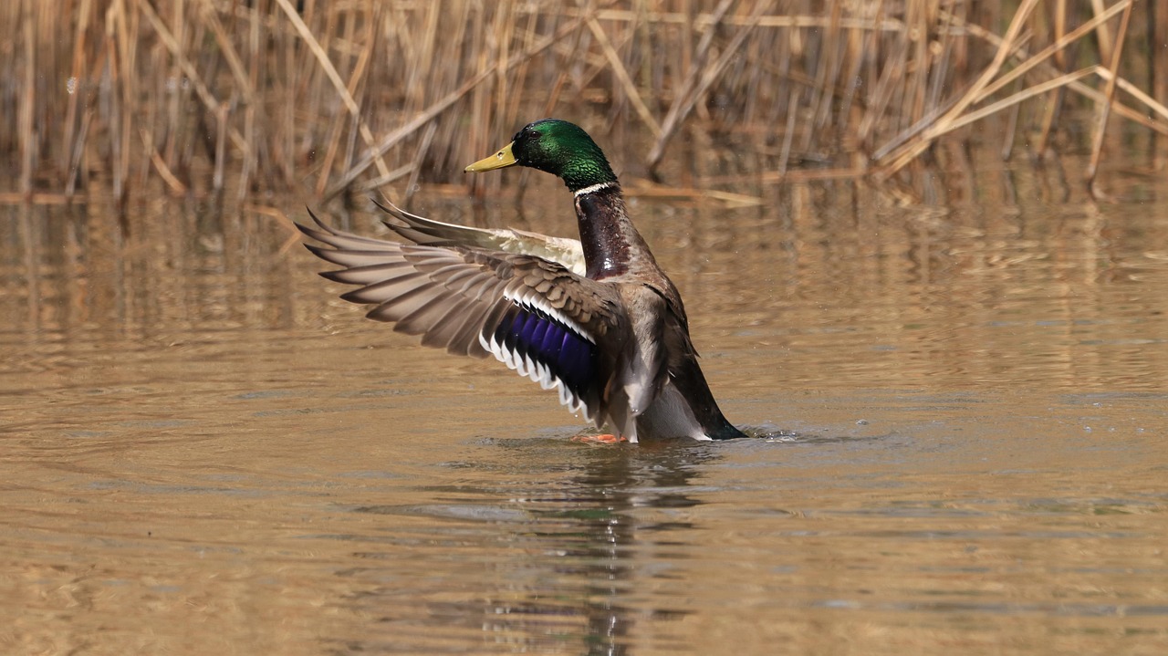Lake Water Bird Nature - Free photo on Pixabay - Pixabay