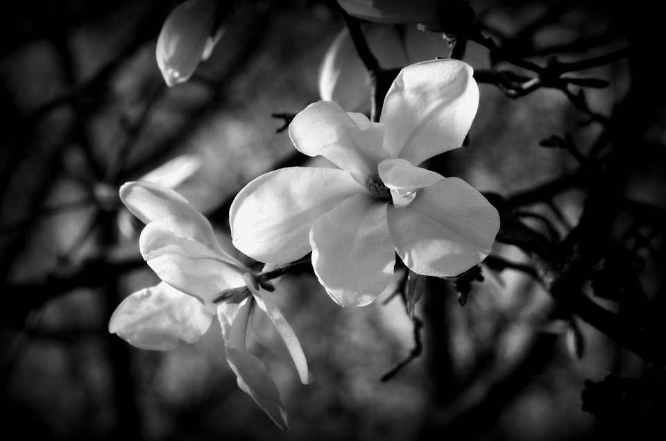Black And White Flowers Plants - Free photo on Pixabay