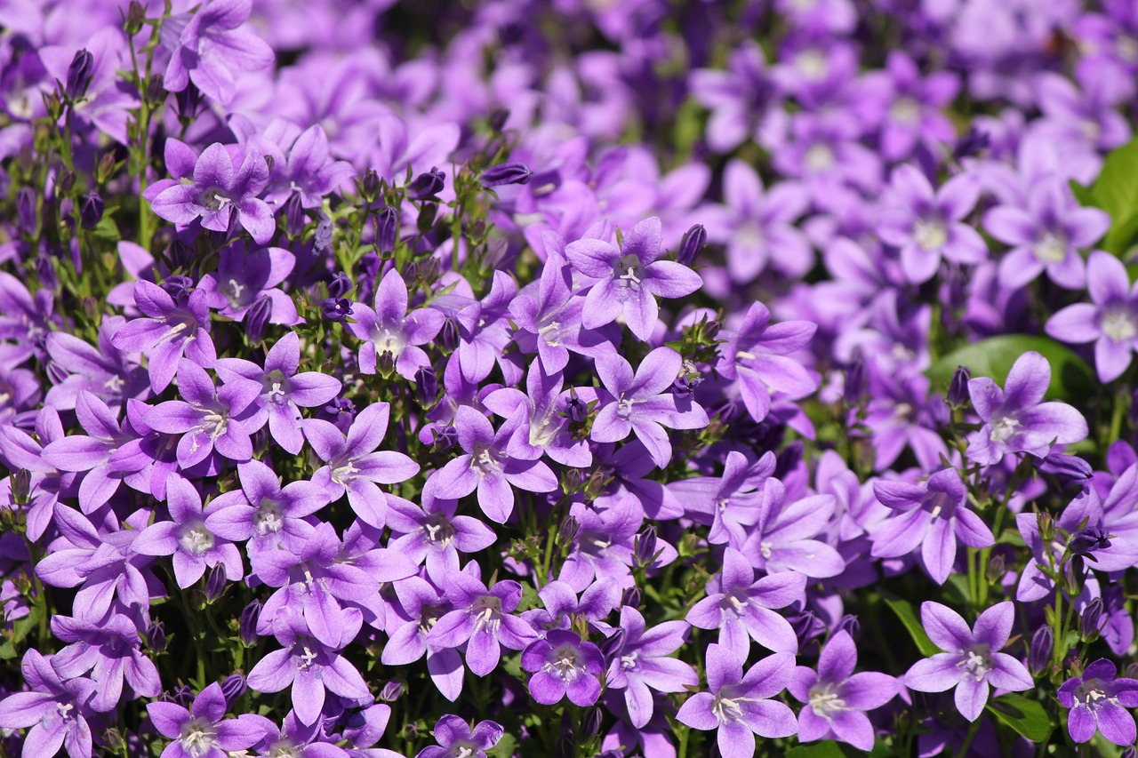 Purple Flower Nature - Free photo on Pixabay