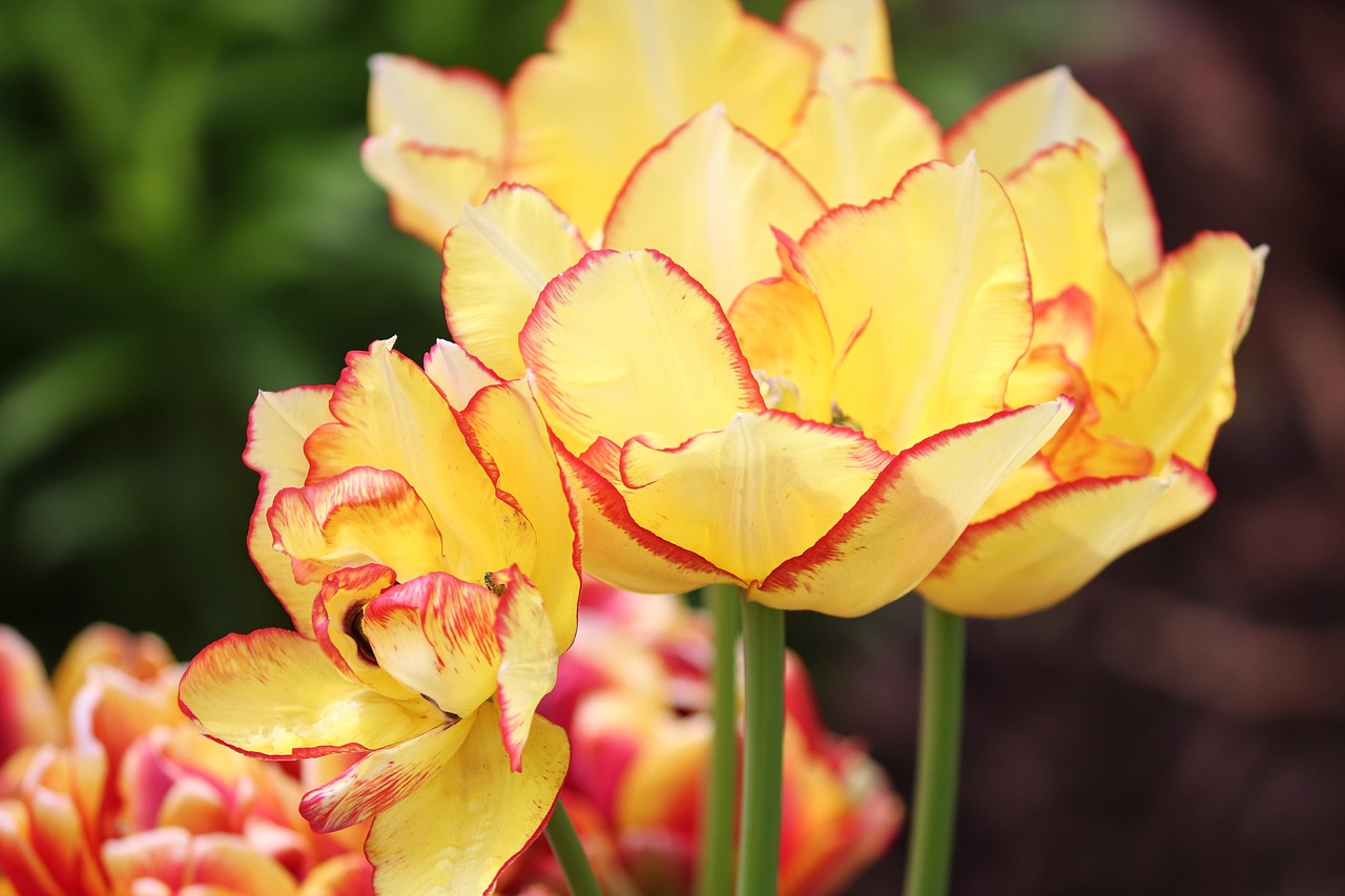 300+ Free Opening Closing Of Flowers & Nature Images - Pixabay