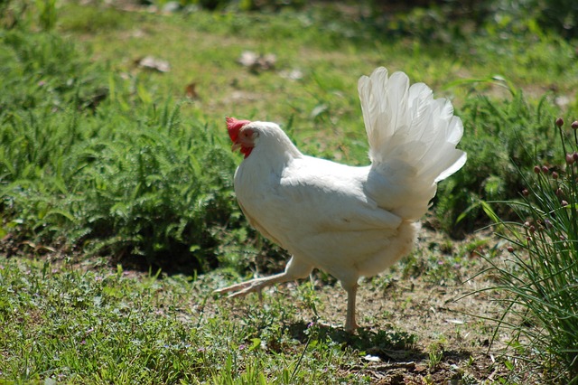 Hen Poultry Free-Range - Free photo on Pixabay - Pixabay