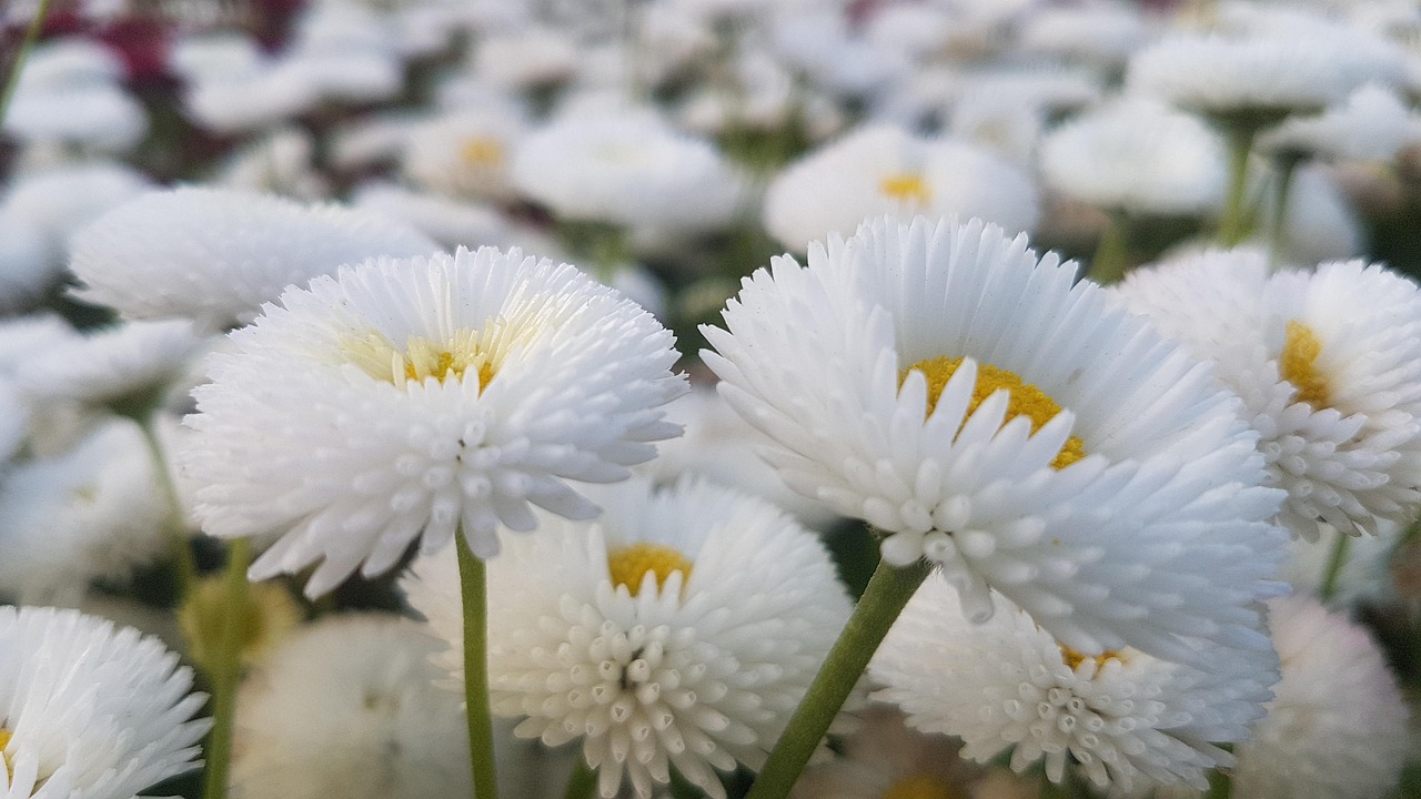 Fleurs Blanches Parc Le Printemps - Photo gratuite sur Pixabay - Pixabay