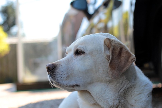 Labrador Retriever Dog Pet - Free photo on Pixabay