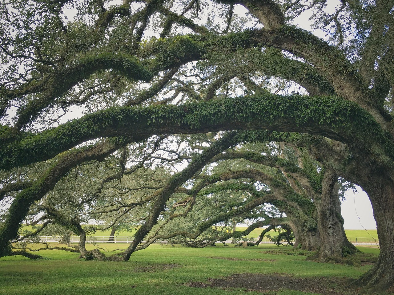 Nola Plantation - Photo gratuite sur Pixabay - Pixabay